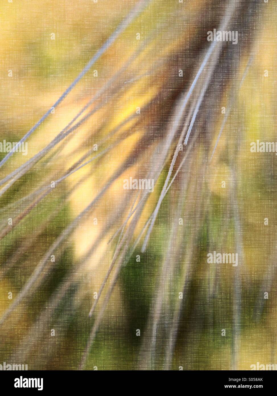 A sheaf of barley grass Stock Photo - Alamy