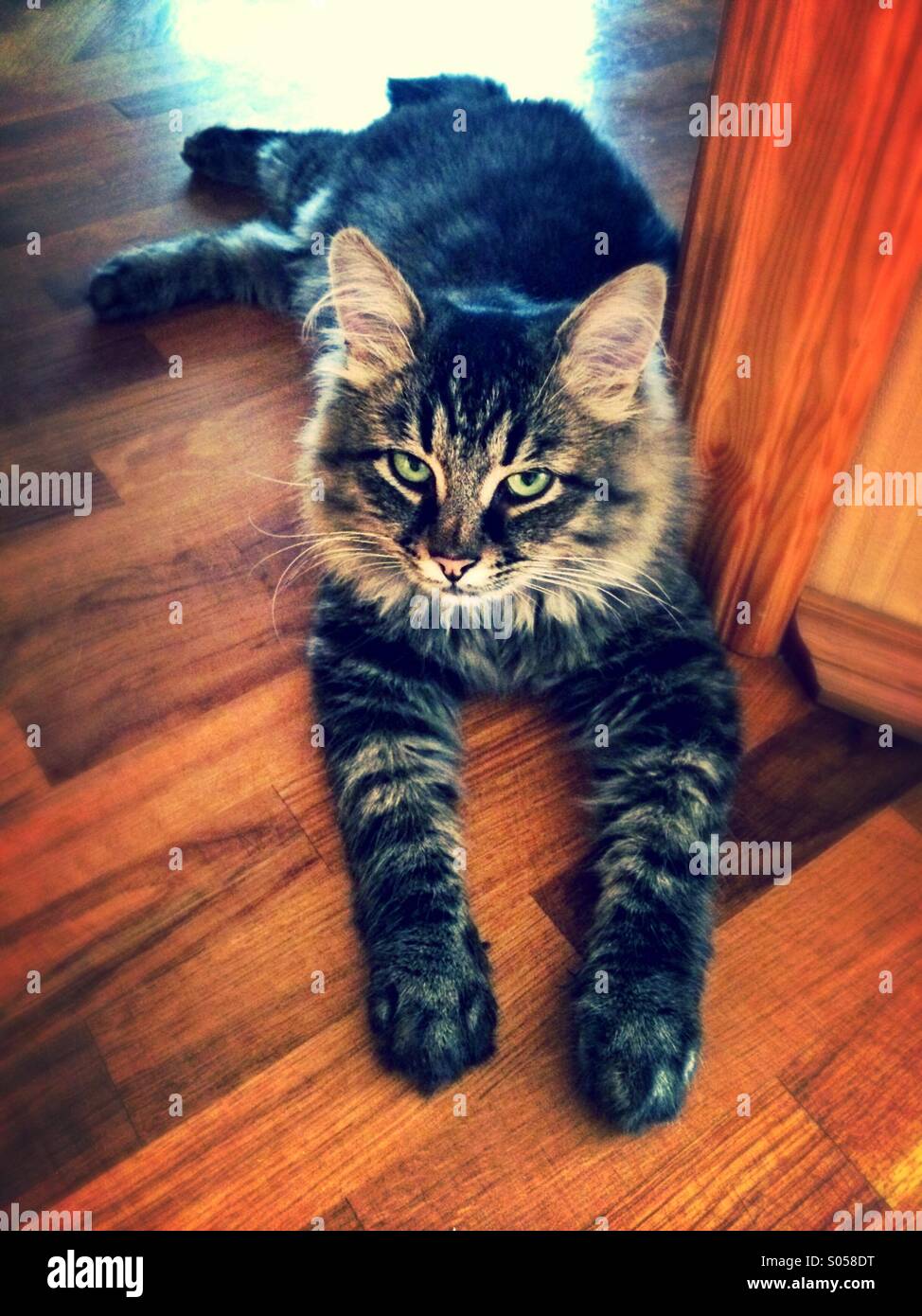 Fat kitty hi-res stock photography and images - Alamy