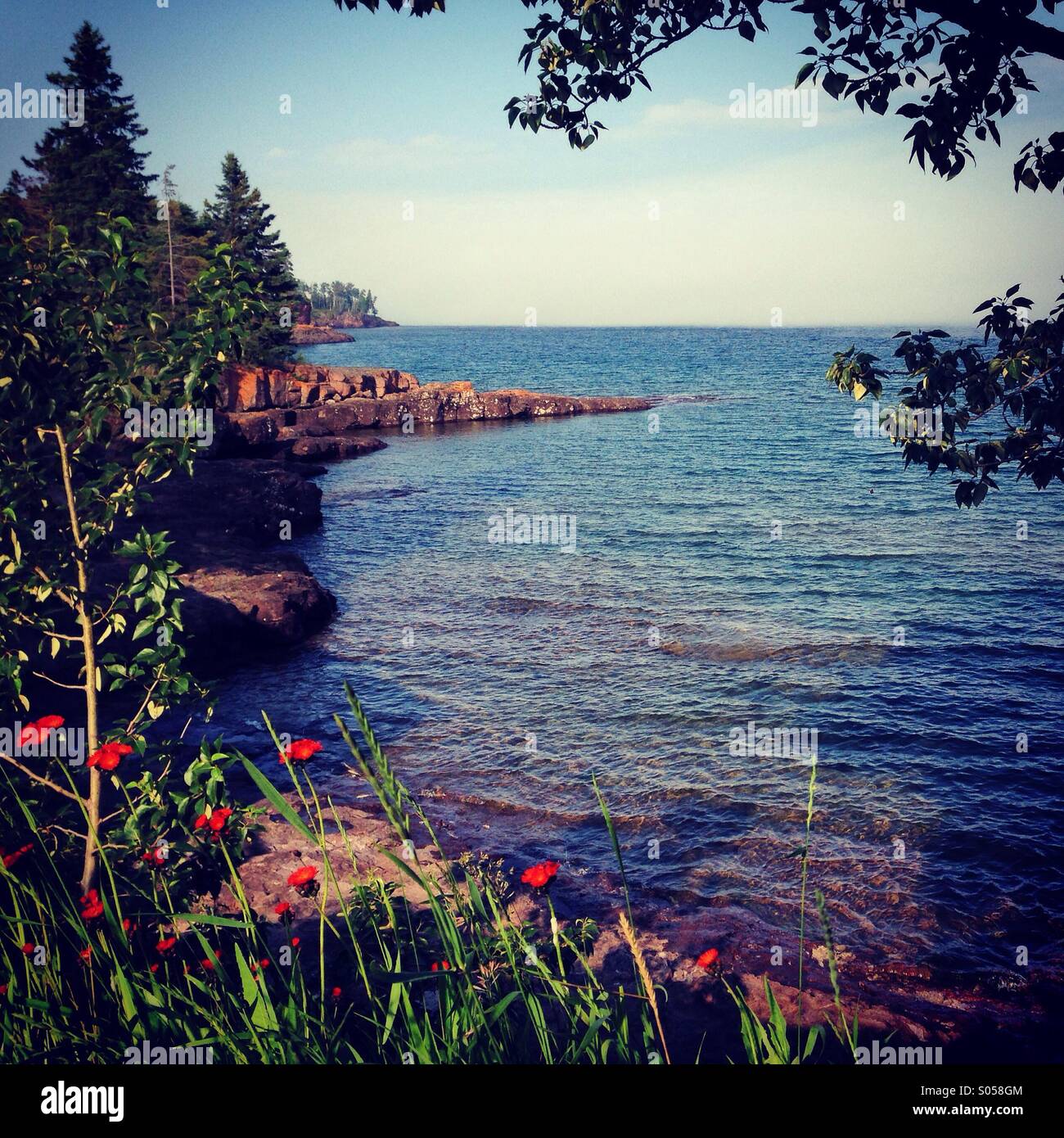 Wild flowers on Lake Superior Stock Photo - Alamy