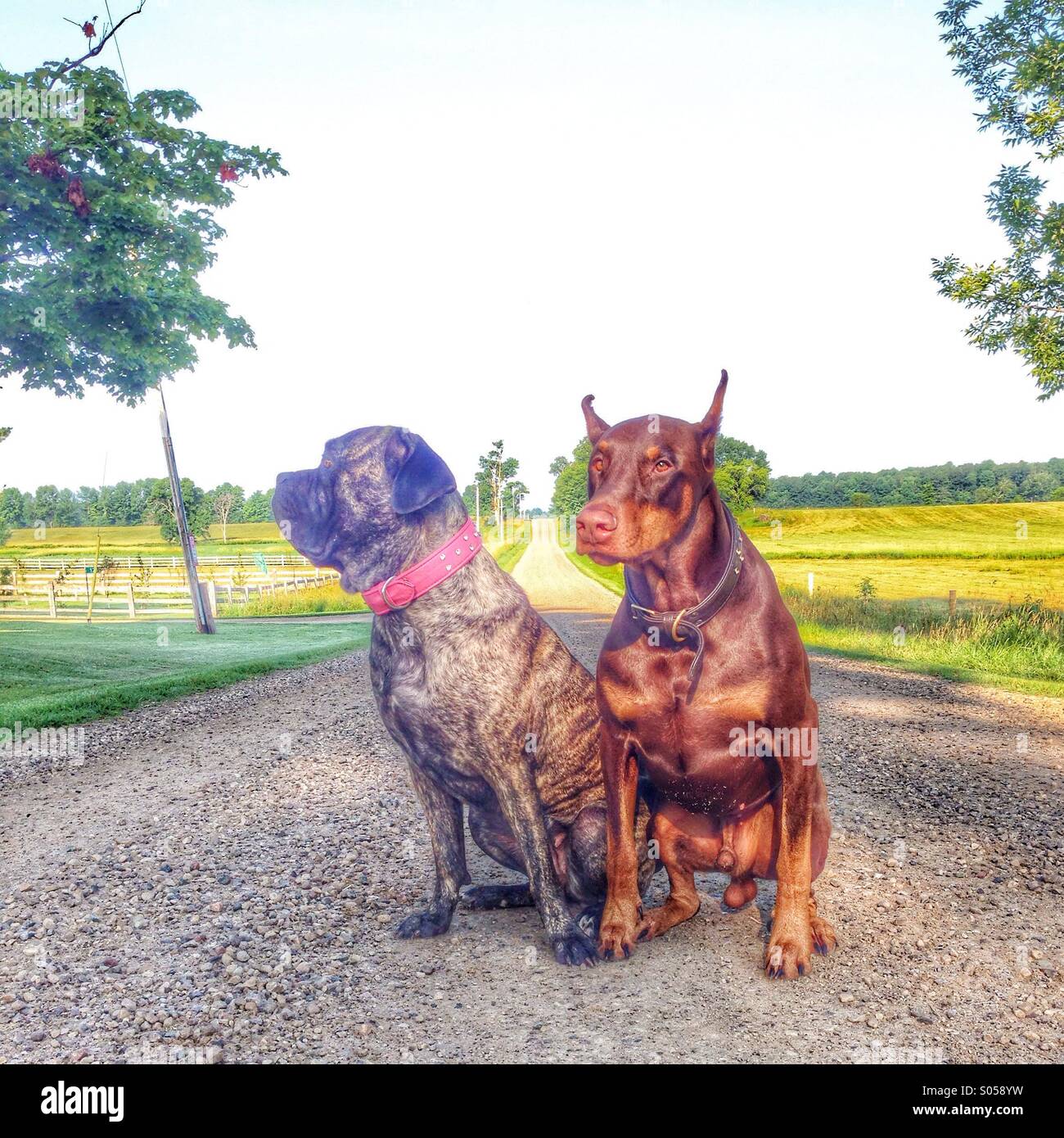 Big Dogs High Resolution Stock Photography and Images - Alamy