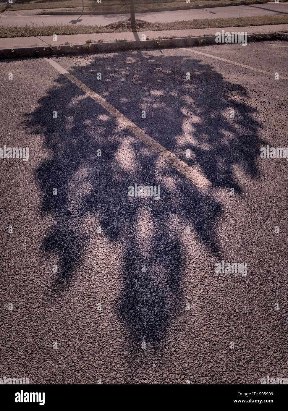 Shadow pavement tree hi-res stock photography and images - Alamy