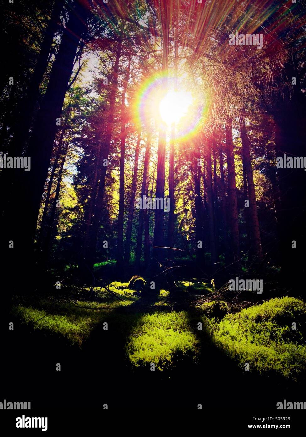 Fired trees hi-res stock photography and images - Alamy