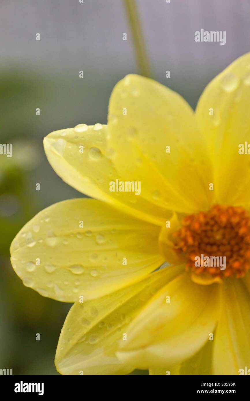 Drop on flower hi-res stock photography and images - Alamy