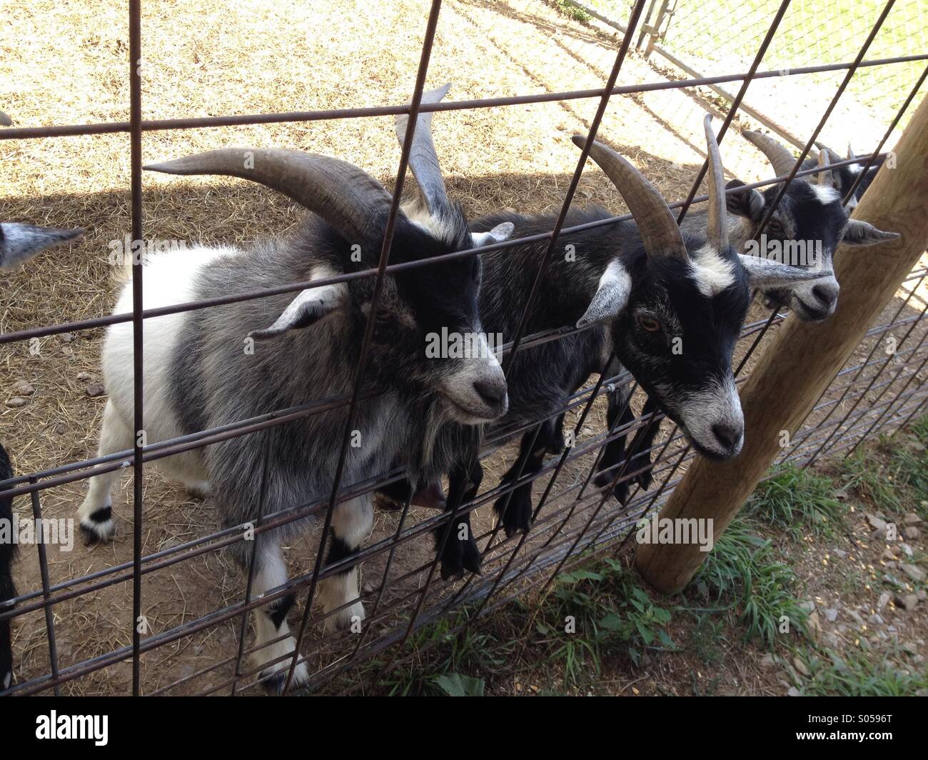 Goats waiting to be Fed Stock Photo - Alamy