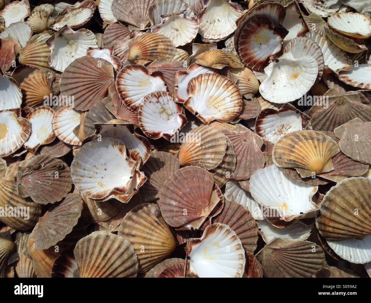Scallop Shell Inside