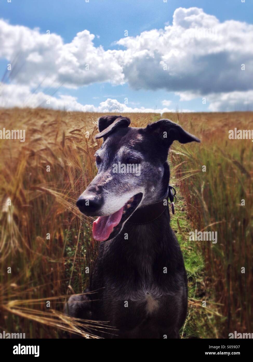 Greyhound and lurcher hi-res stock photography and images - Alamy