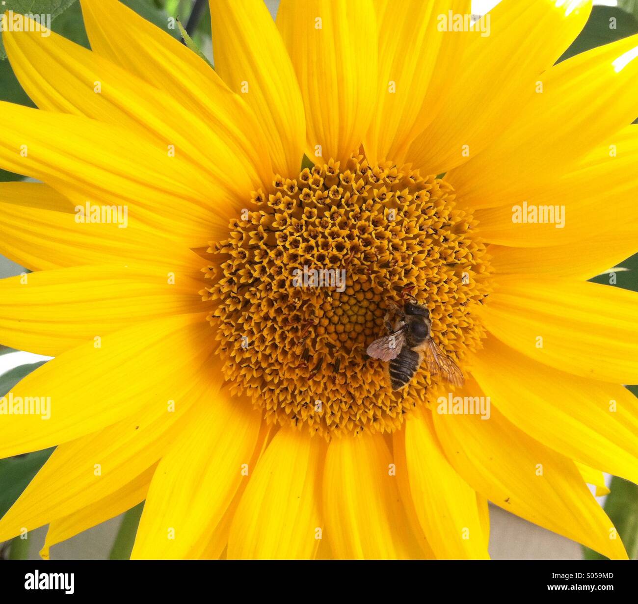 Sun flower and bee hi-res stock photography and images - Alamy