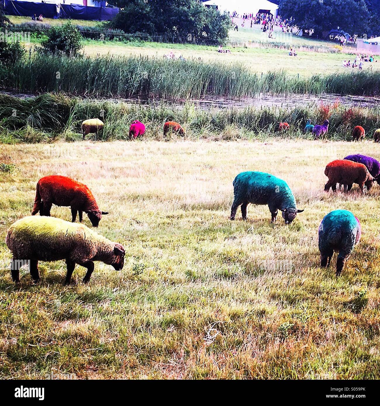 Festival sheep hi-res stock photography and images - Alamy