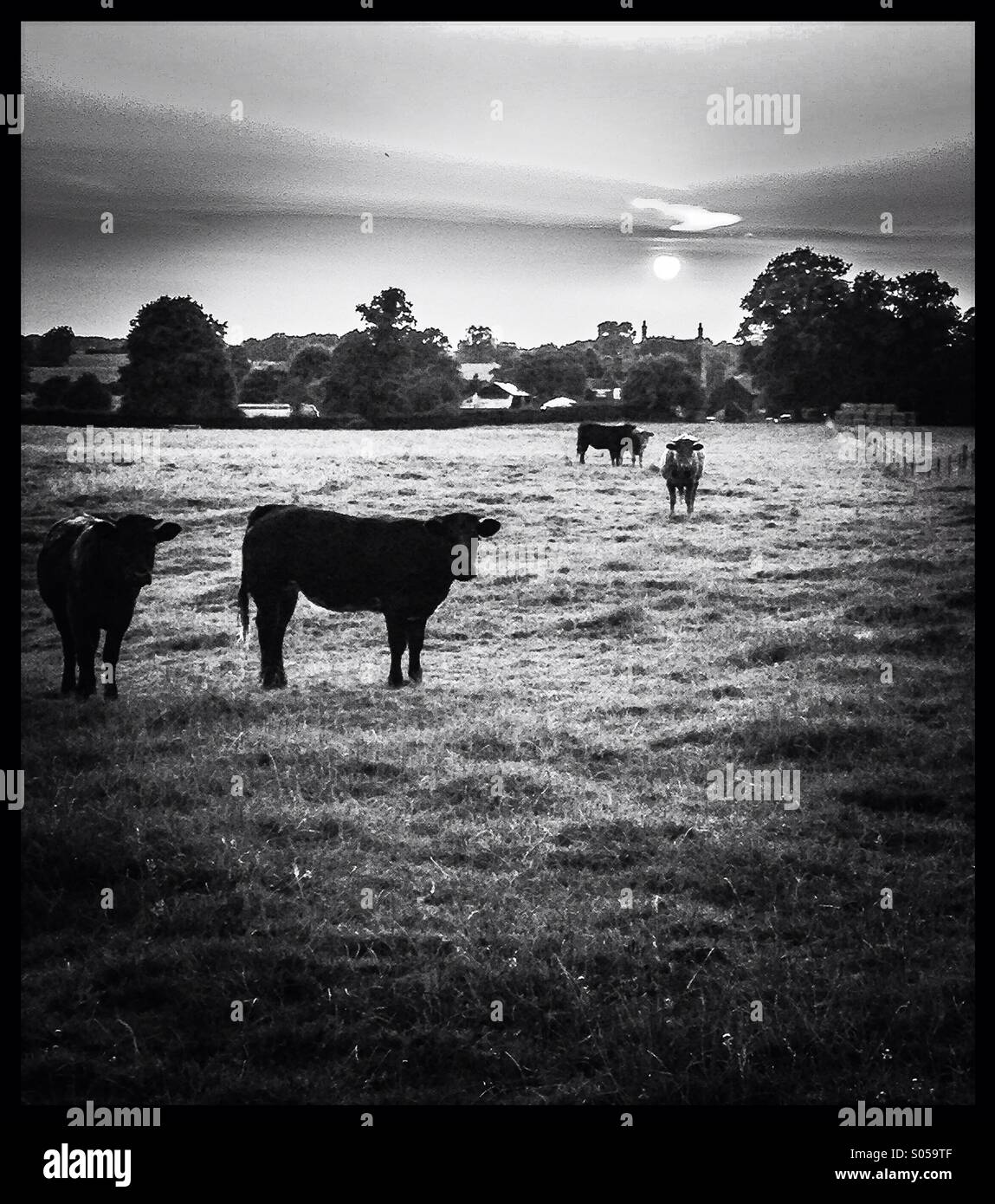 Sunset cows hi-res stock photography and images - Alamy