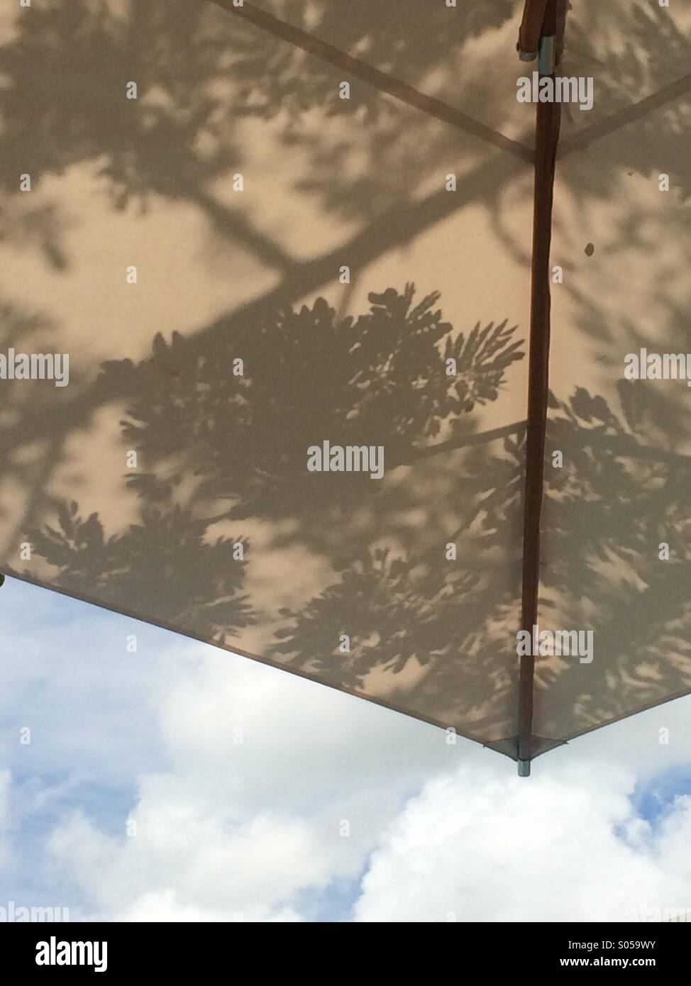 Shade leaf hi-res stock photography and images - Alamy