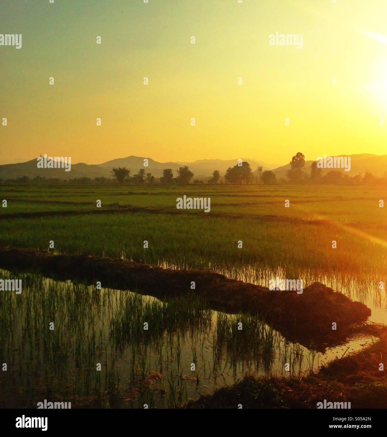 Rice field sunsets Stock Photo - Alamy