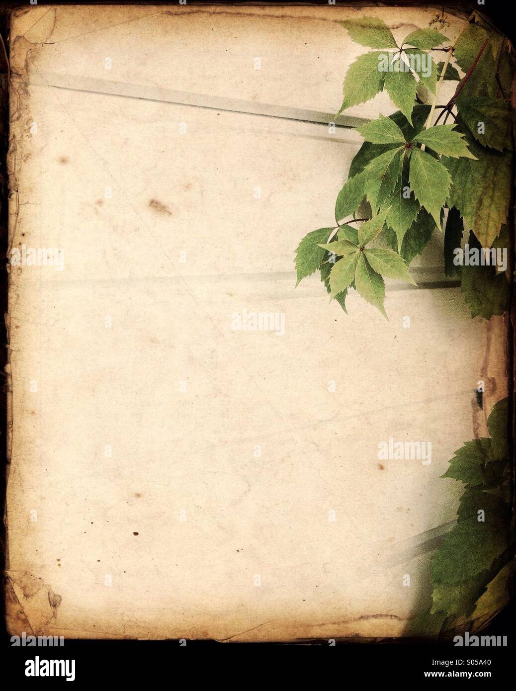Wall creepers hi-res stock photography and images - Alamy