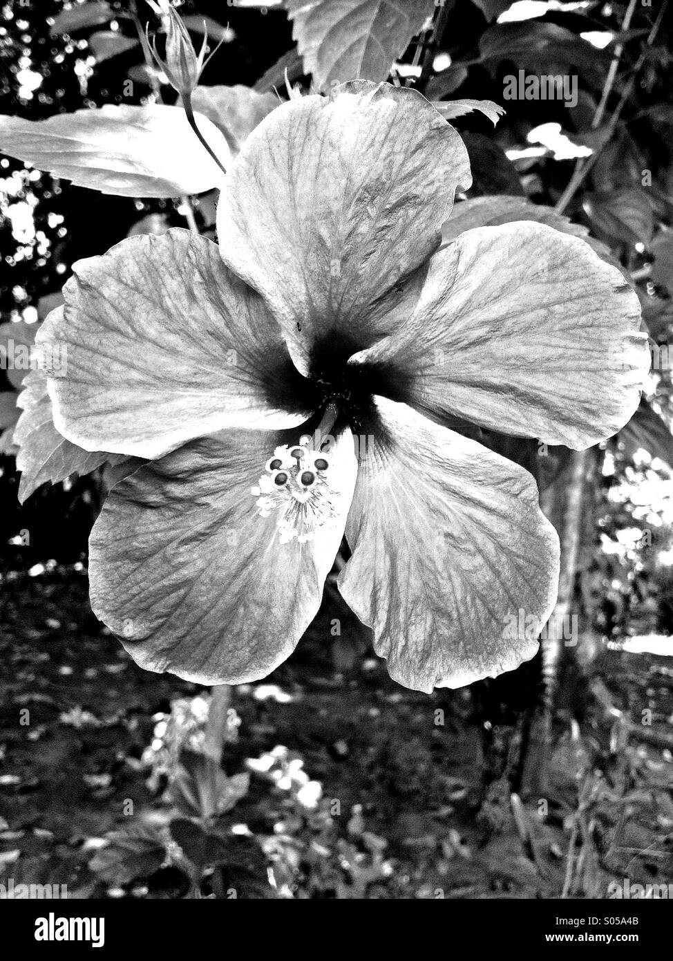 Dead love hi-res stock photography and images - Alamy