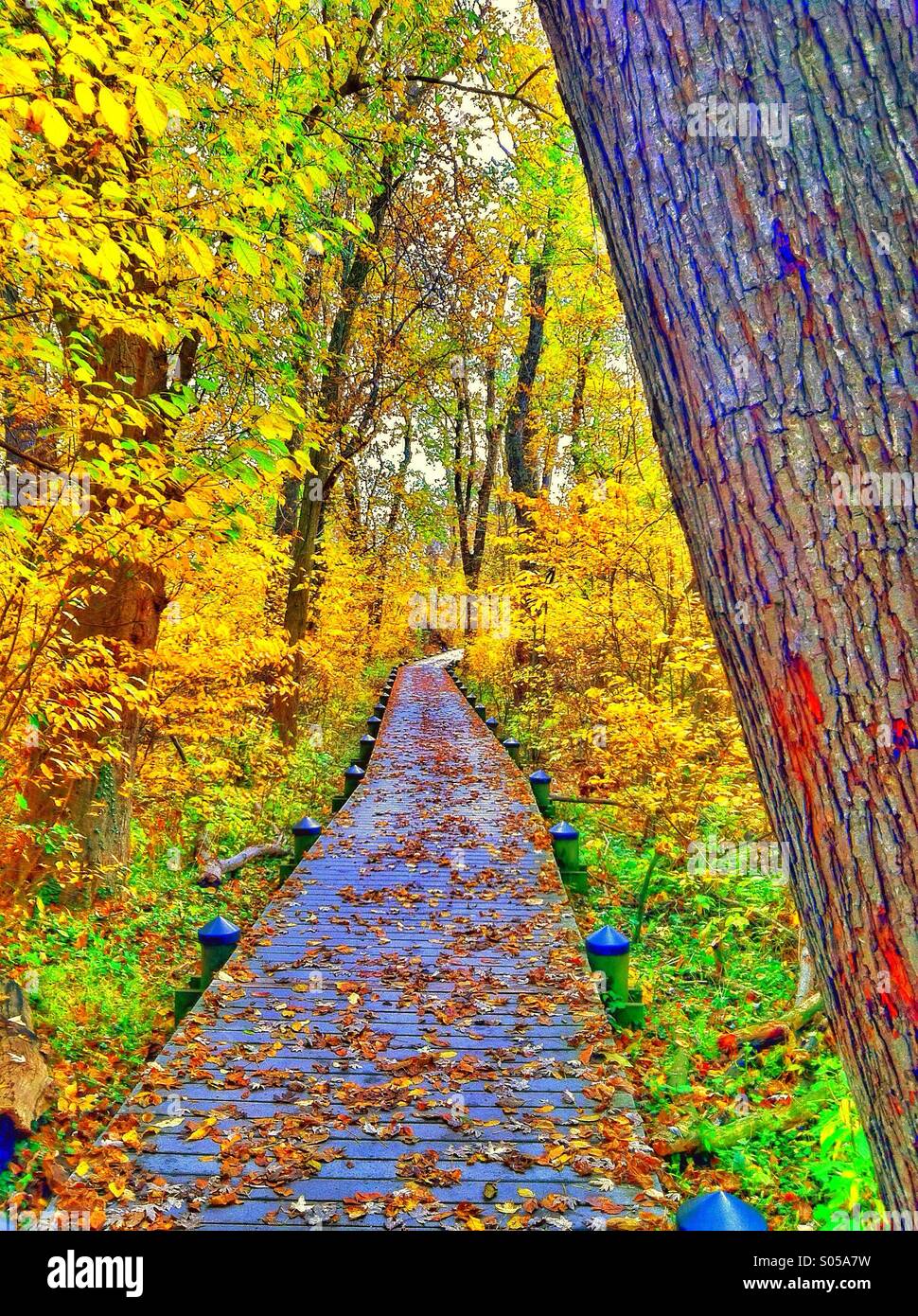 Fall woods path hi-res stock photography and images - Alamy
