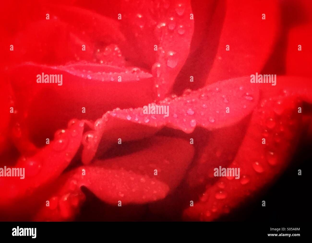 Standard Rose Bush High Resolution Stock Photography and Images - Alamy