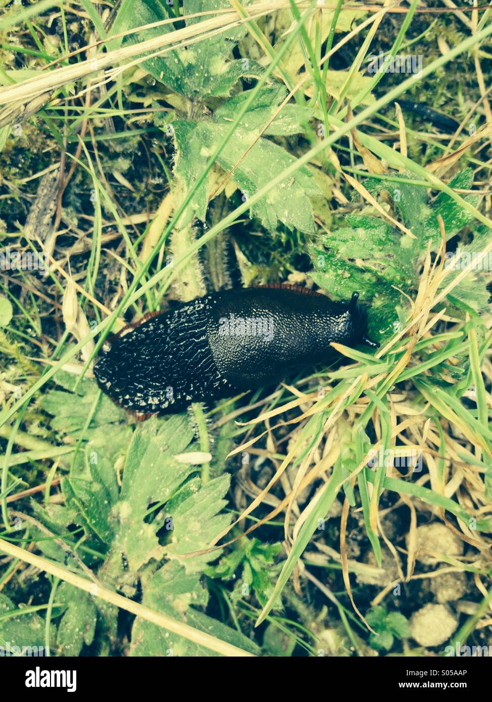 Slugs and insects hi-res stock photography and images - Alamy