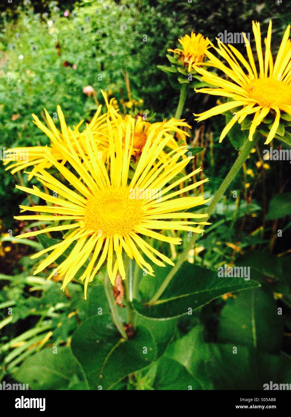Helianthus flowers hi-res stock photography and images - Alamy