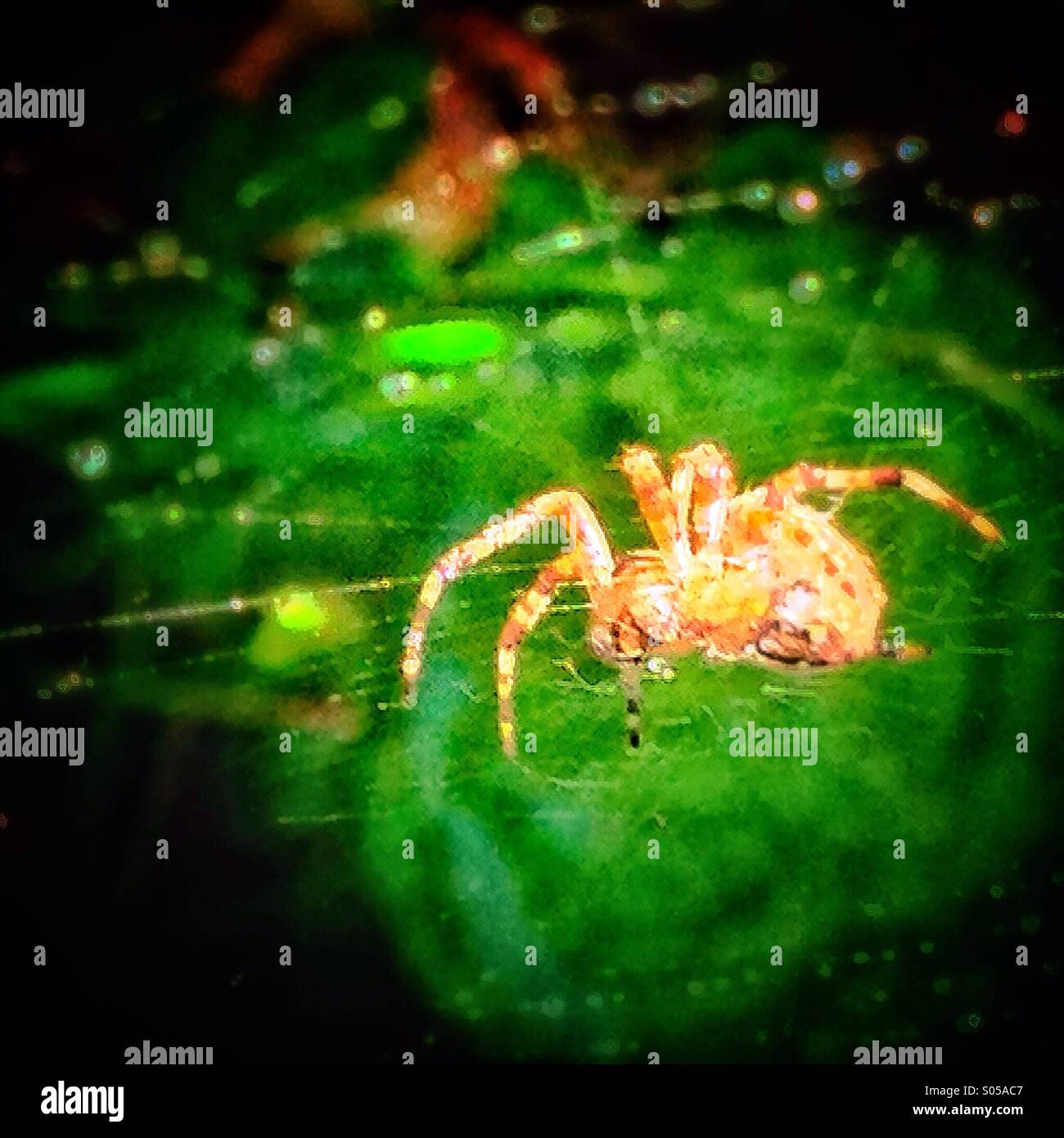 Venom fangs hi-res stock photography and images - Alamy