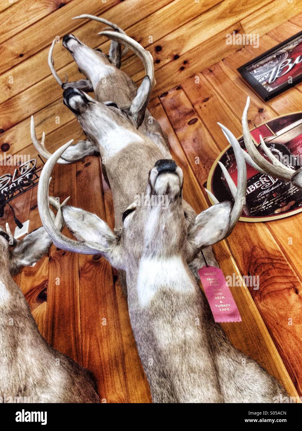 Taxidermy deer heads hi-res stock photography and images - Alamy