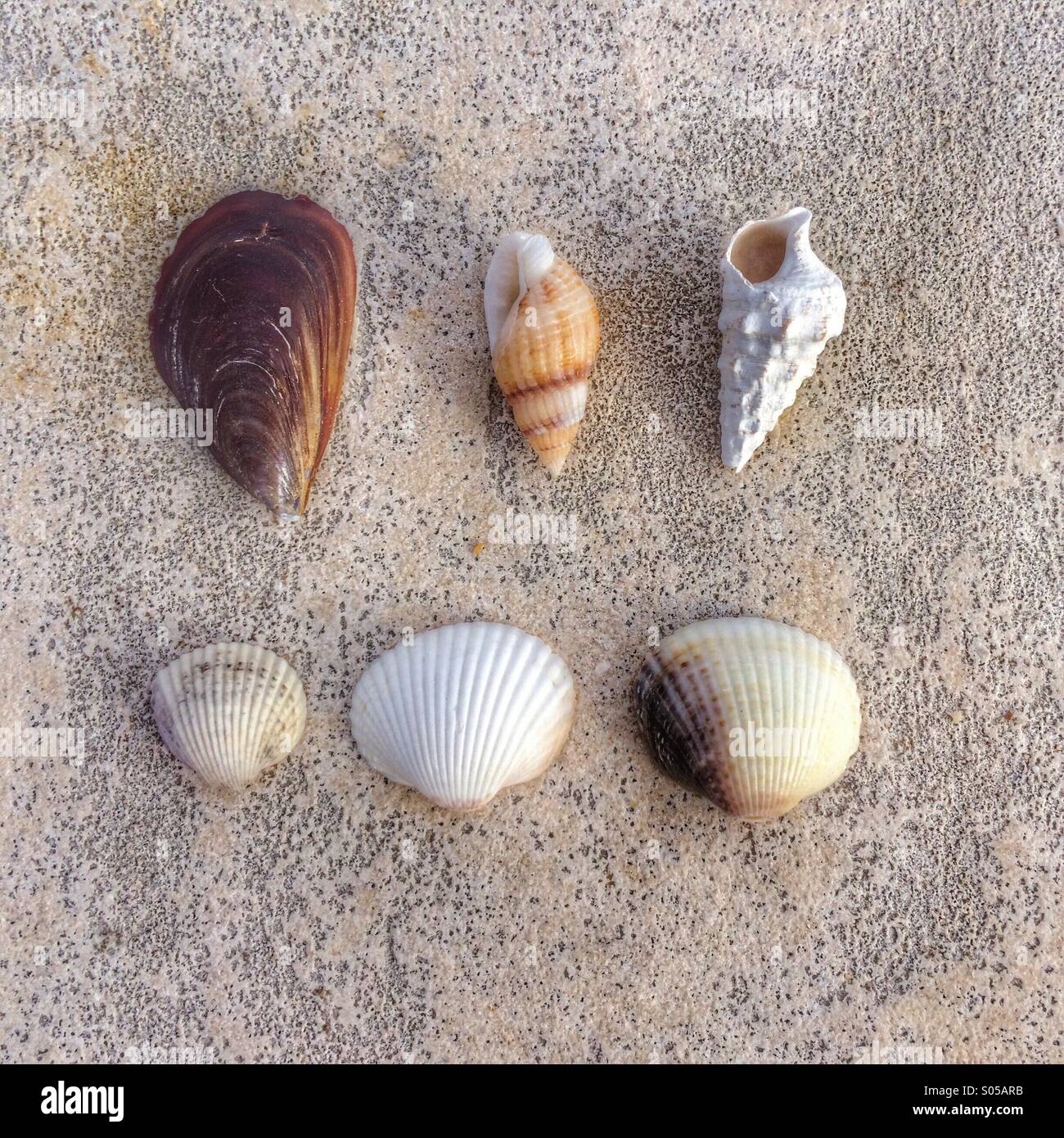 Order of the shell hi-res stock photography and images - Alamy
