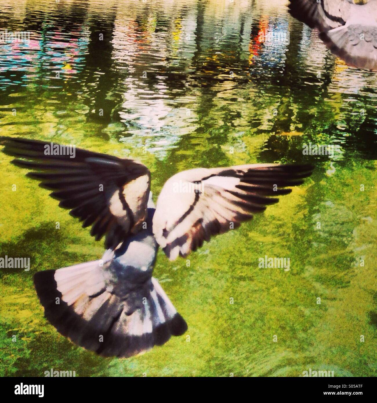 Flying bids hi-res stock photography and images - Alamy