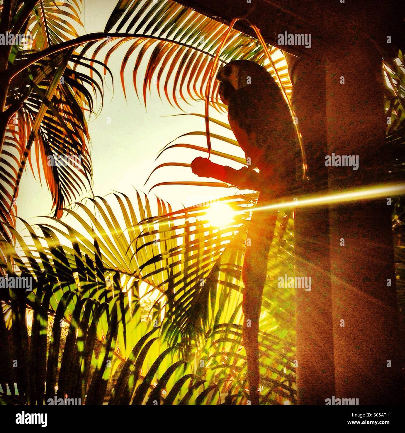 Parot hi-res stock photography and images - Alamy