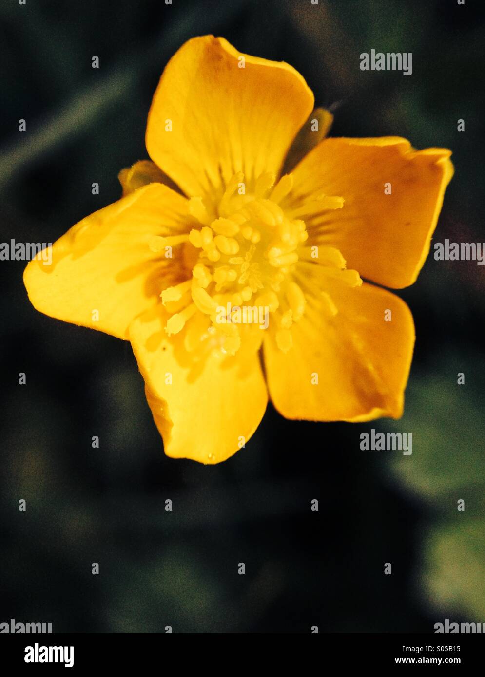 Buttercup on lawn Stock Photo - Alamy