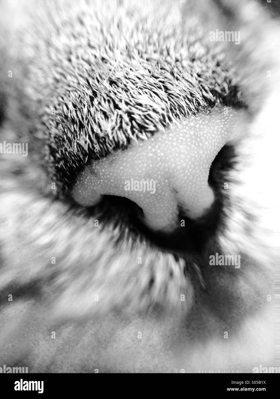 Close up of a cats nose Stock Photo - Alamy