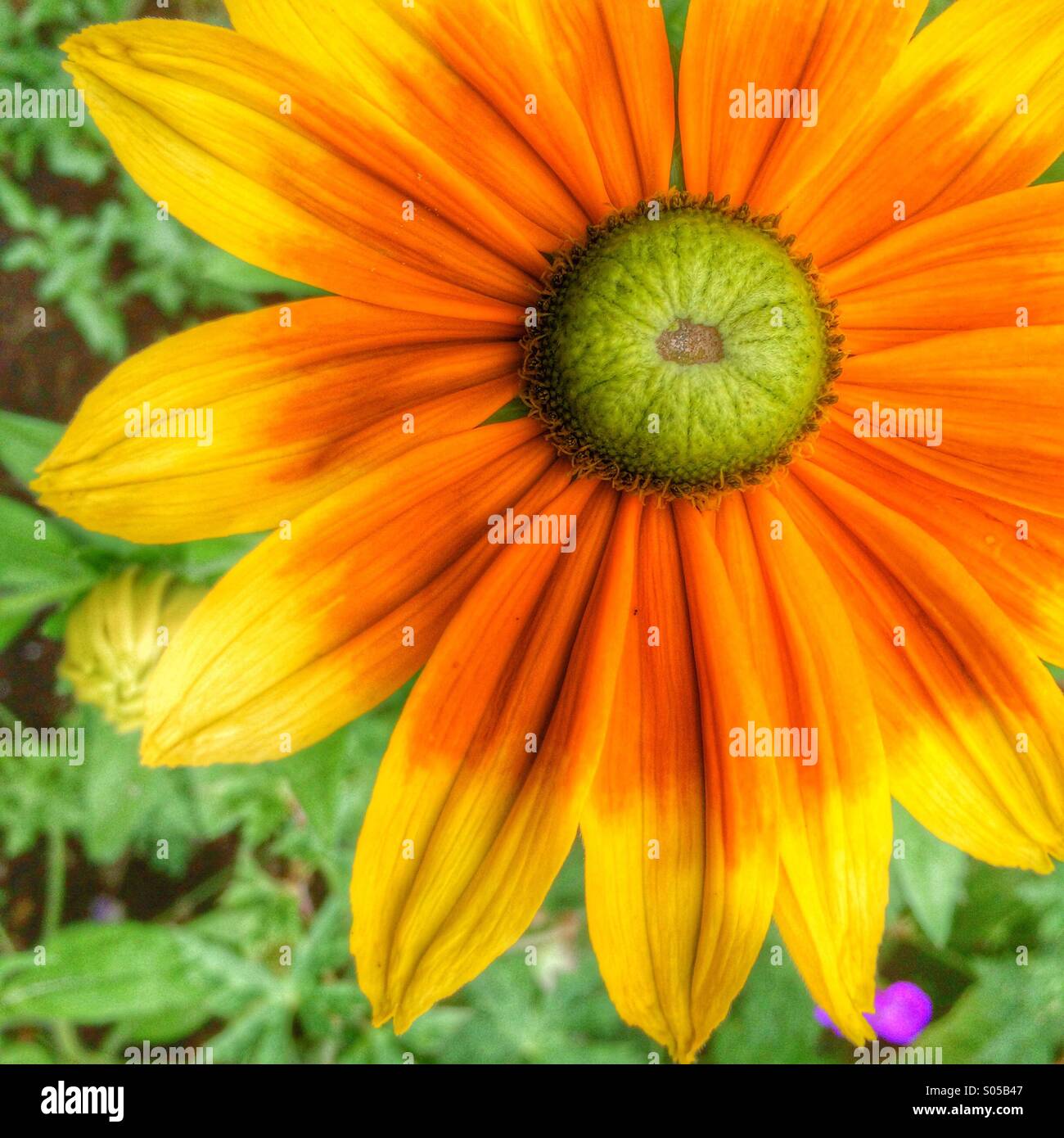 Cheerful and bright High Resolution Stock Photography and Images - Alamy