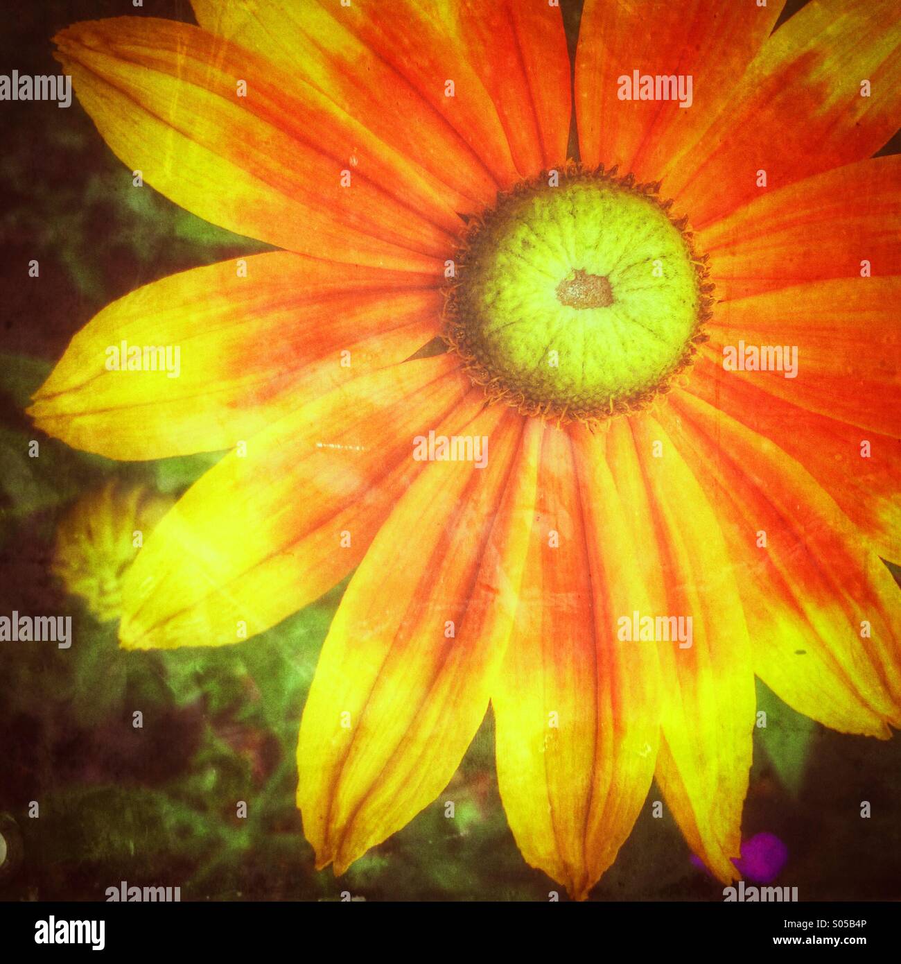 Colourful daisy hi-res stock photography and images - Alamy