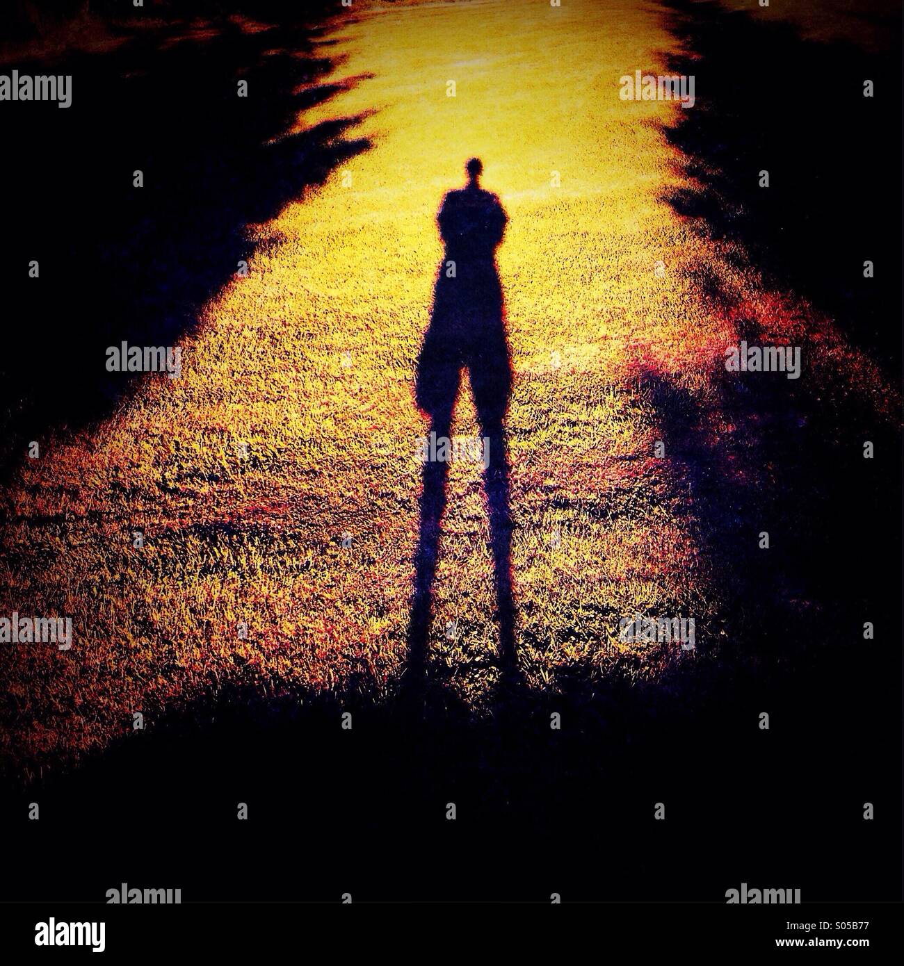 Shadow of man surrounded by shadows of trees Stock Photo - Alamy