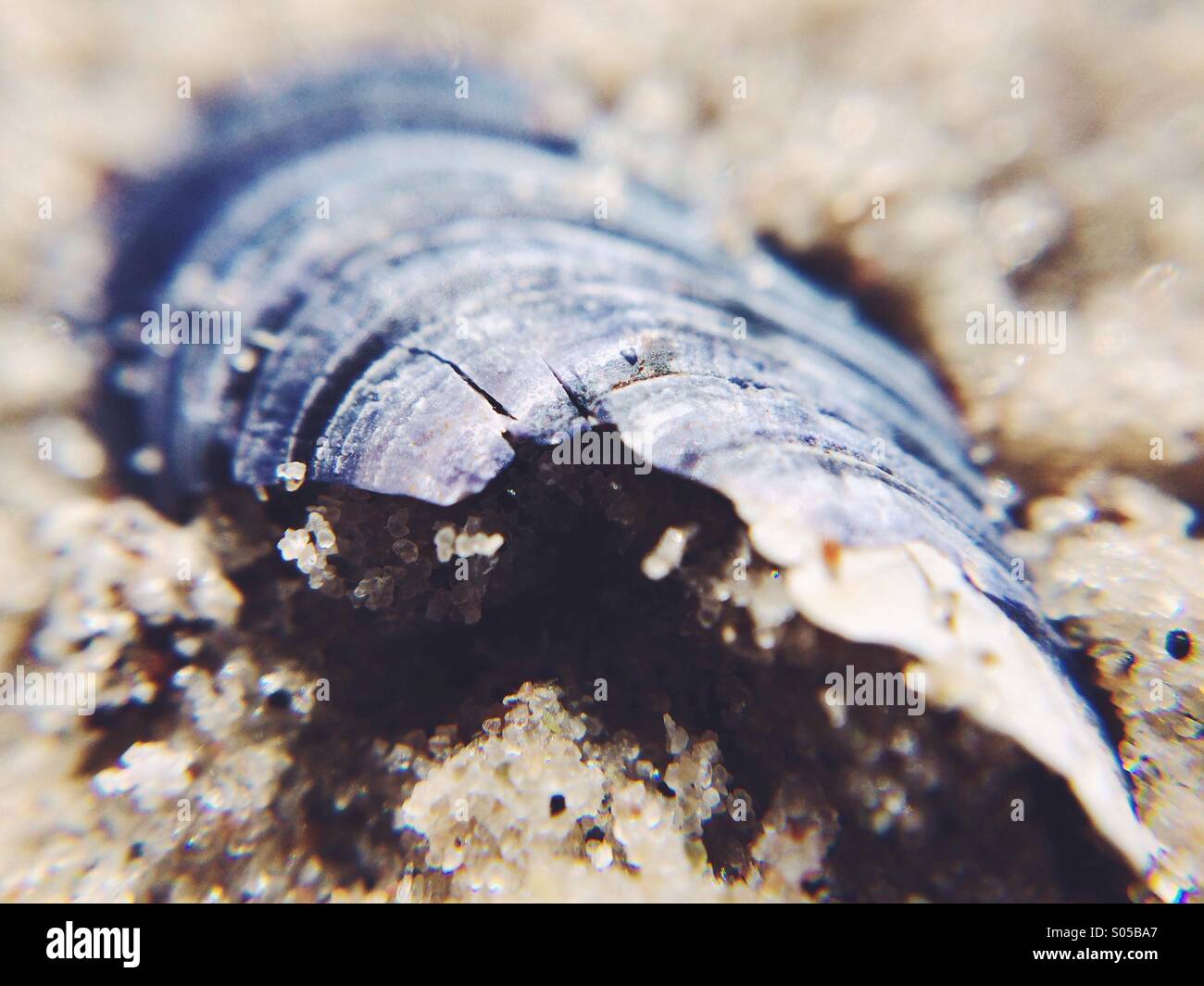 Blue shell macro Stock Photo - Alamy