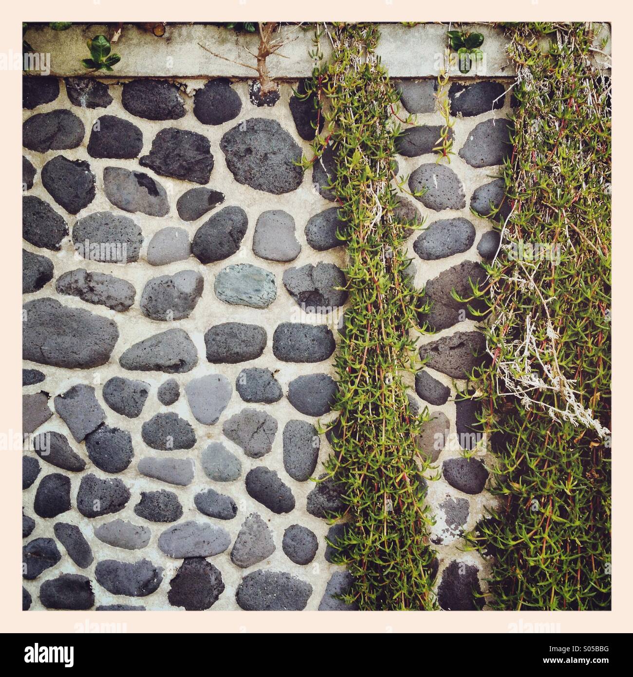 Drooping plants hi-res stock photography and images - Alamy