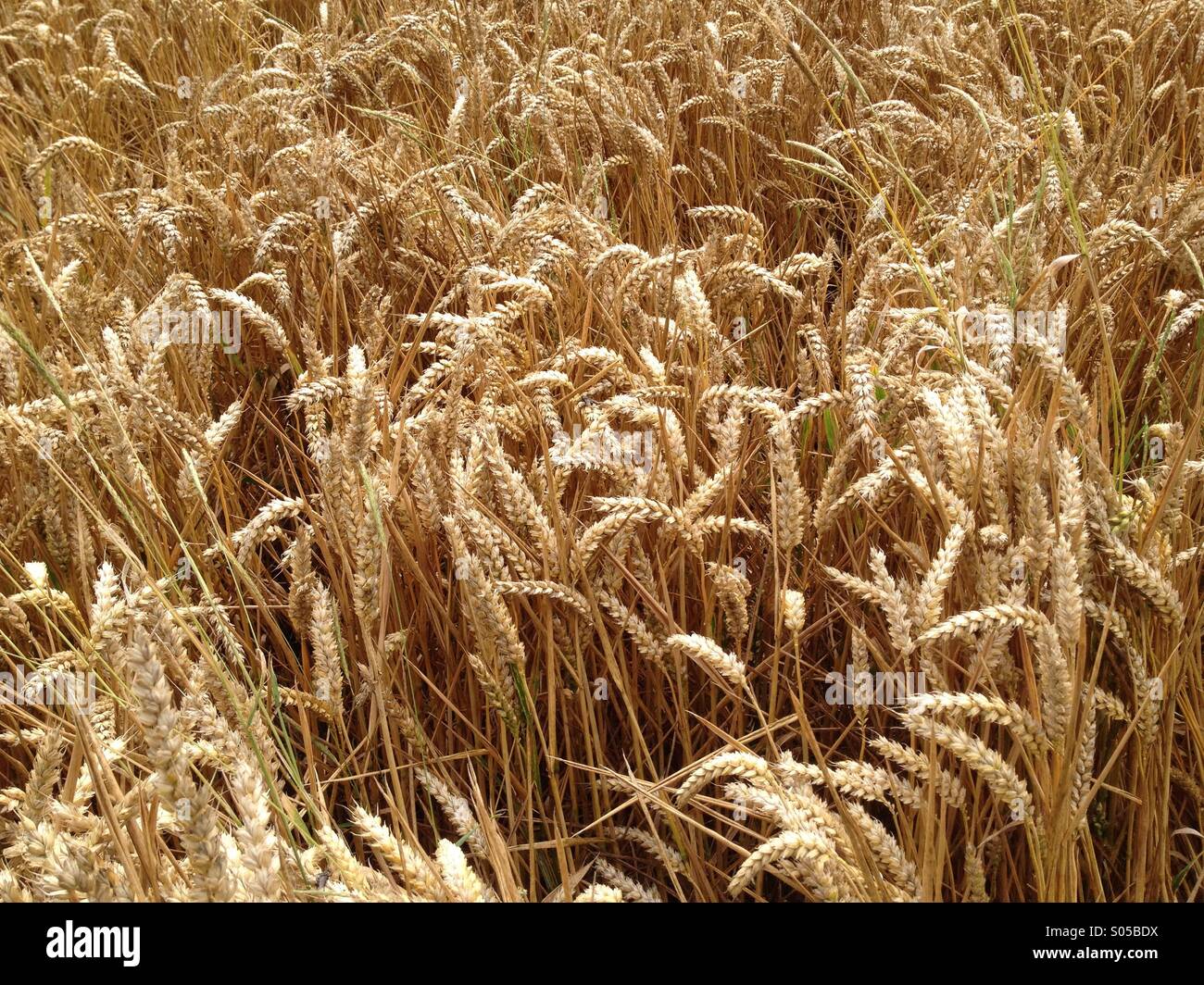 Sunshine wheat hi-res stock photography and images - Alamy