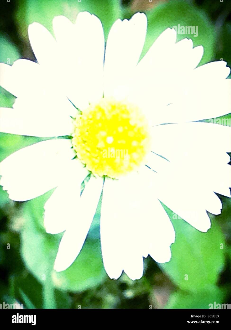 Close up daisy Stock Photo - Alamy