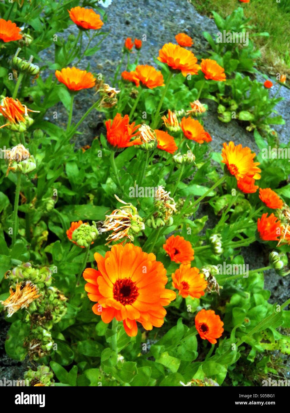 Orange flowers growing hi-res stock photography and images - Alamy