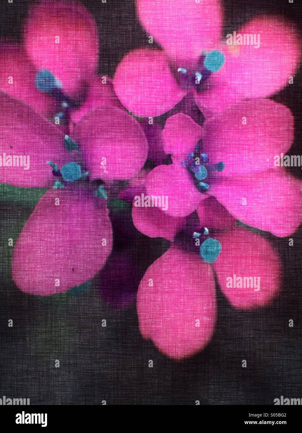 Pink candytuft hi-res stock photography and images - Alamy