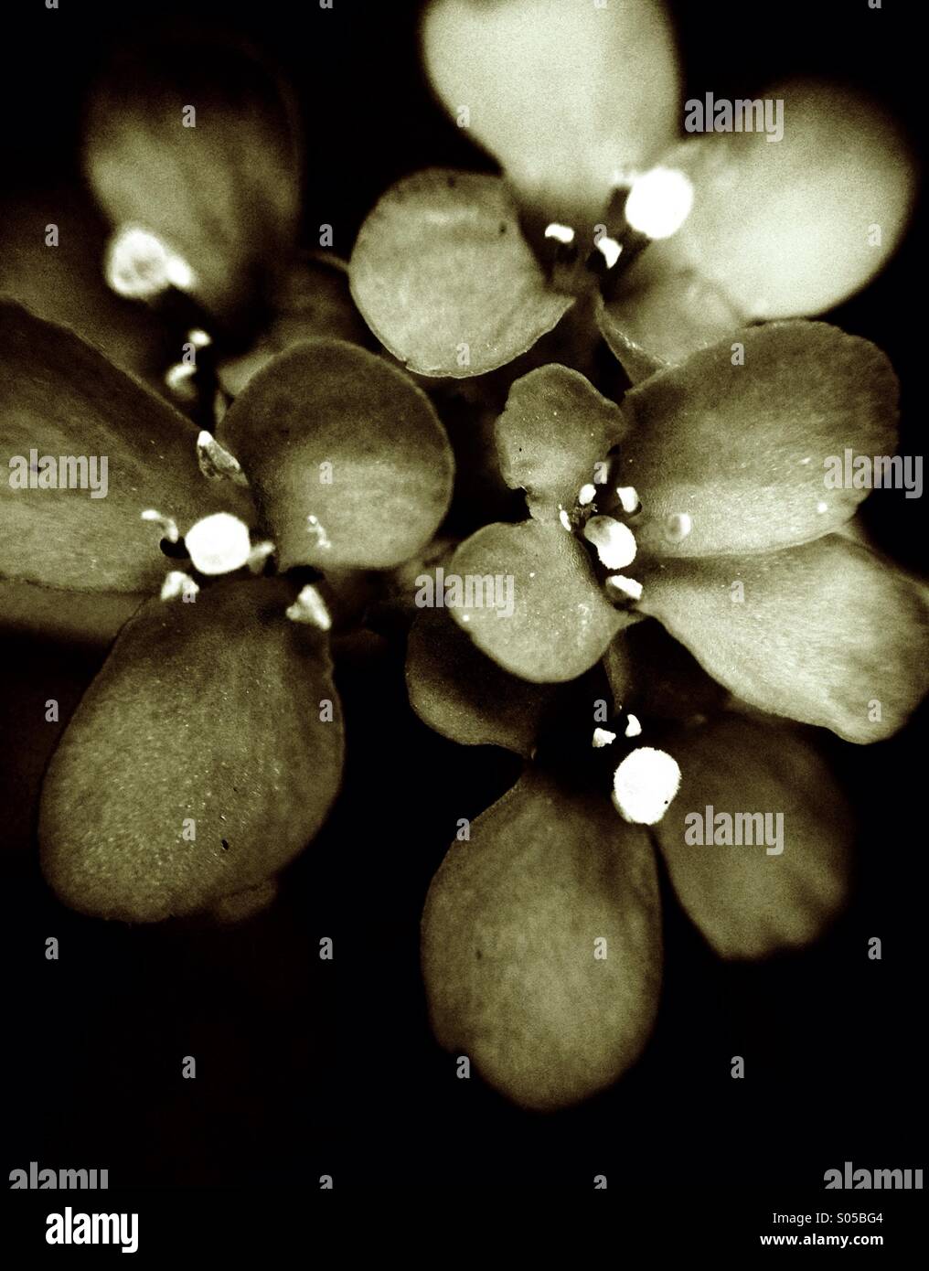 Candytuft flower hi-res stock photography and images - Alamy