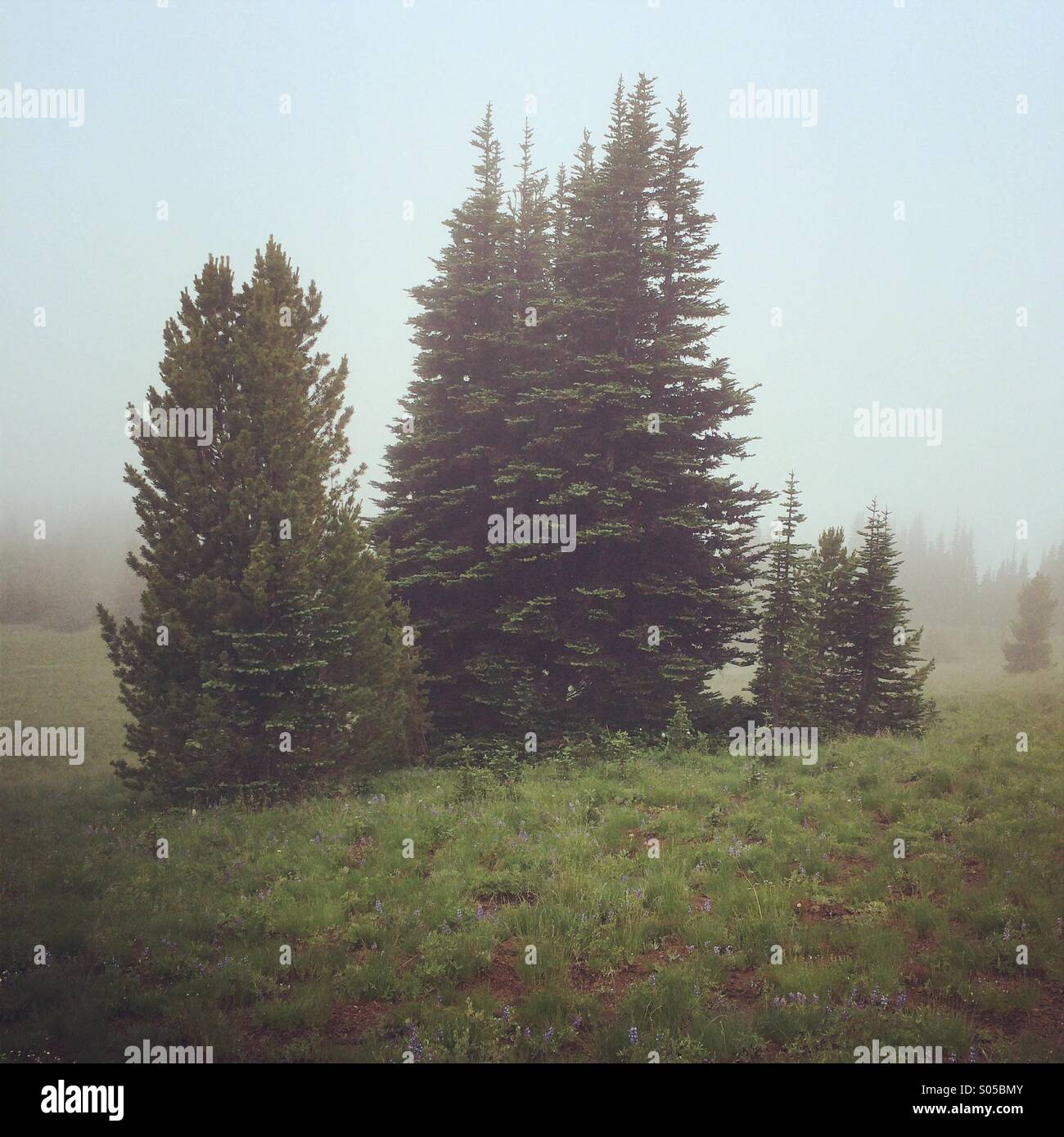 Alpine fir trees in fog, Mt. Rainier National Park, Washington Stock ...
