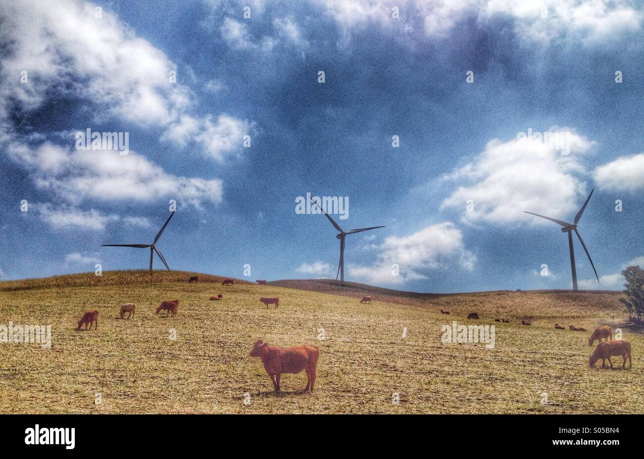 Wind energy farm cows hi-res stock photography and images - Alamy