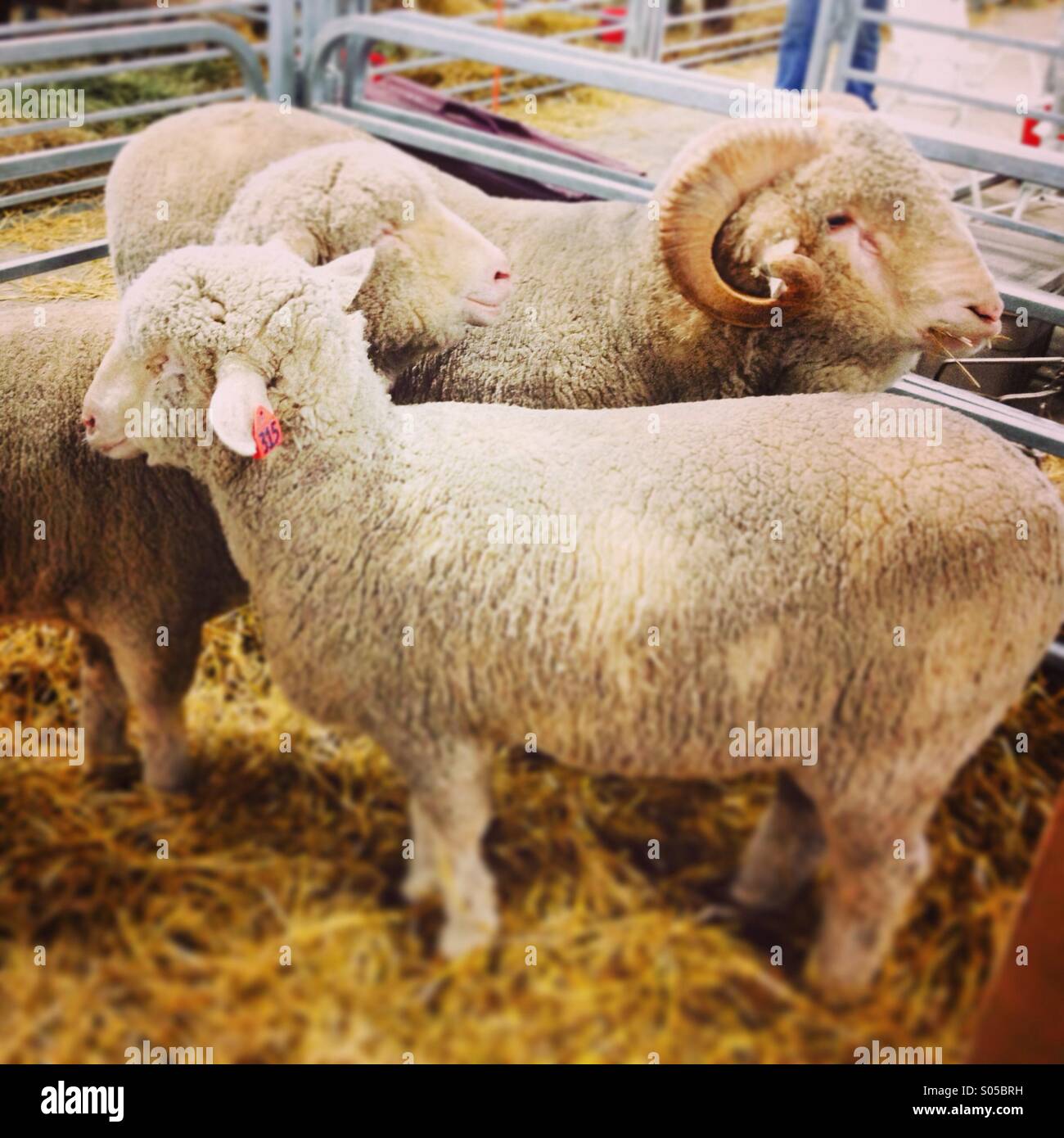 Prize Winning Sheep Stock Photo - Alamy