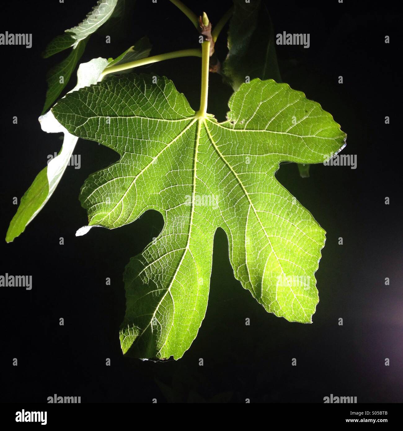 Fig leaf at night Stock Photo - Alamy