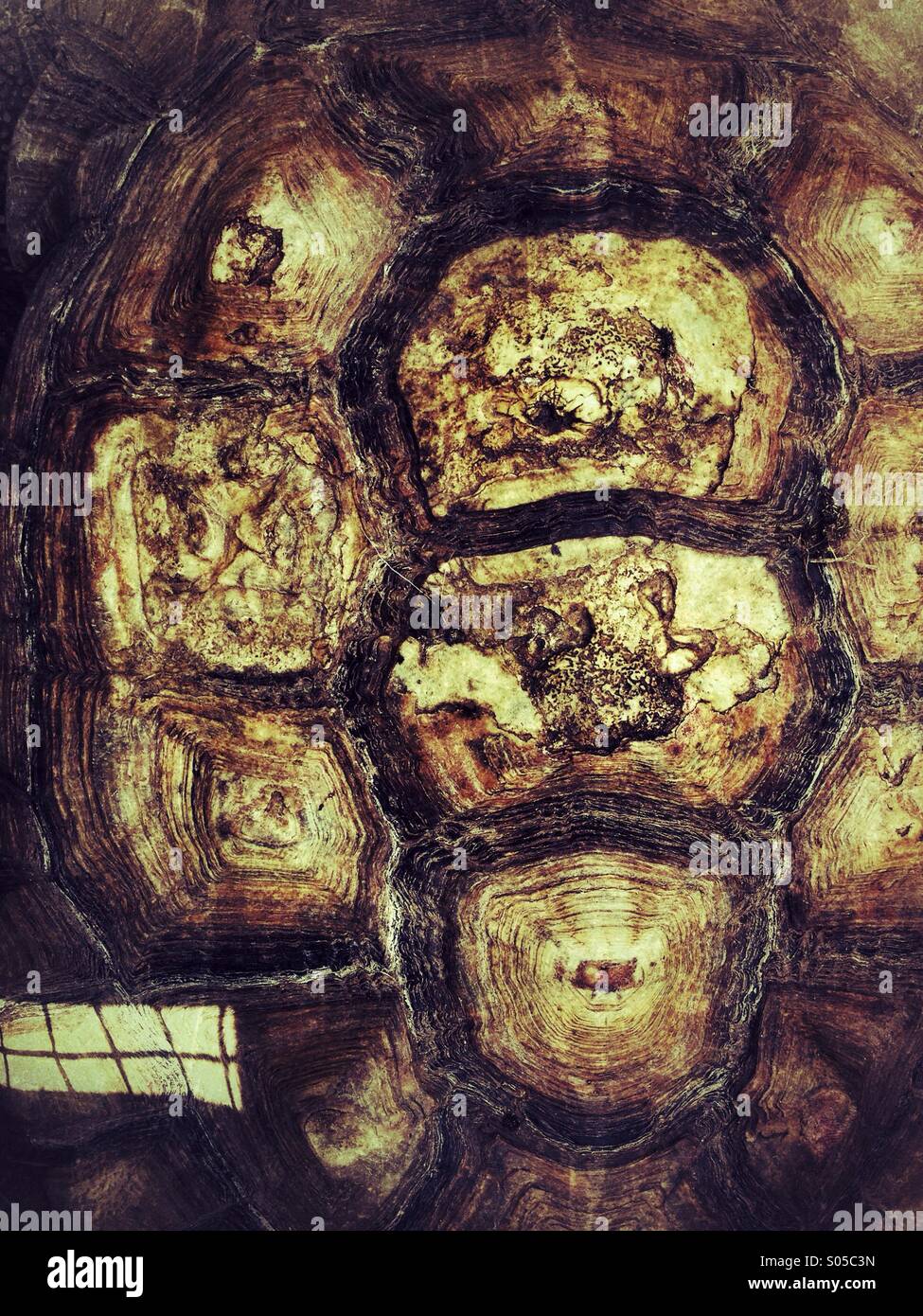 Tortoise shell hi-res stock photography and images - Alamy