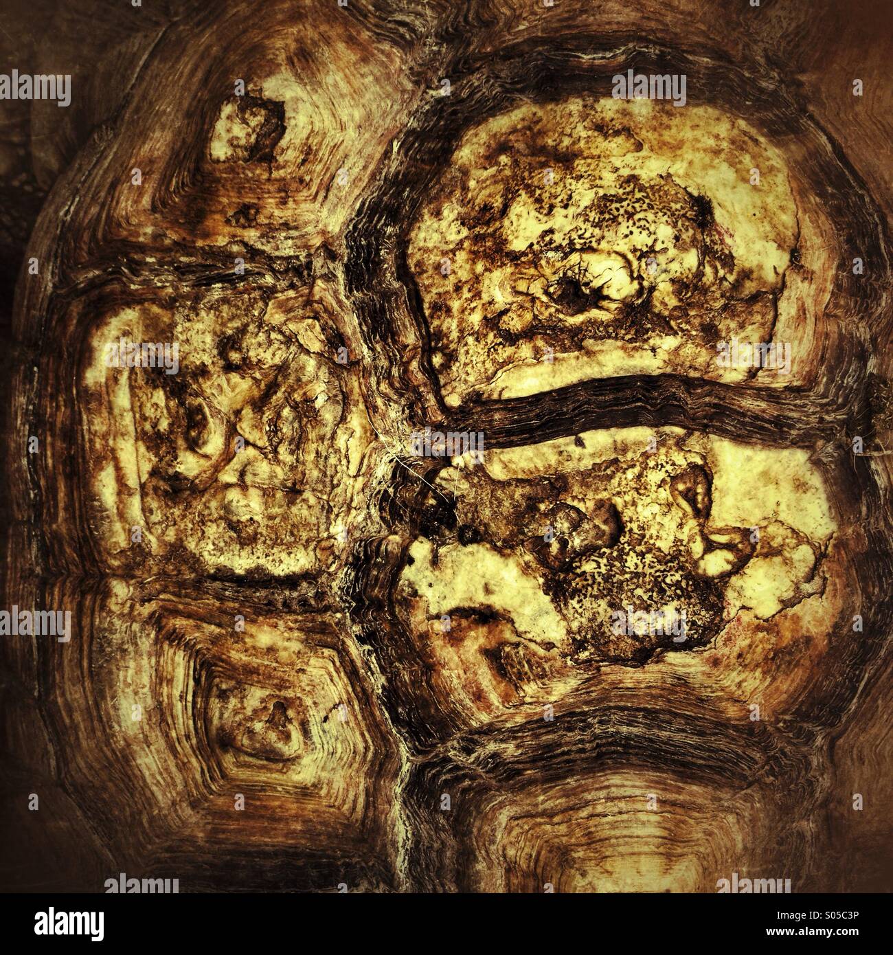 Tortoise shell detail Stock Photo - Alamy