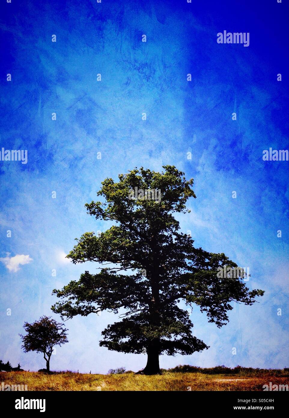 Big tree and little tree Stock Photo - Alamy