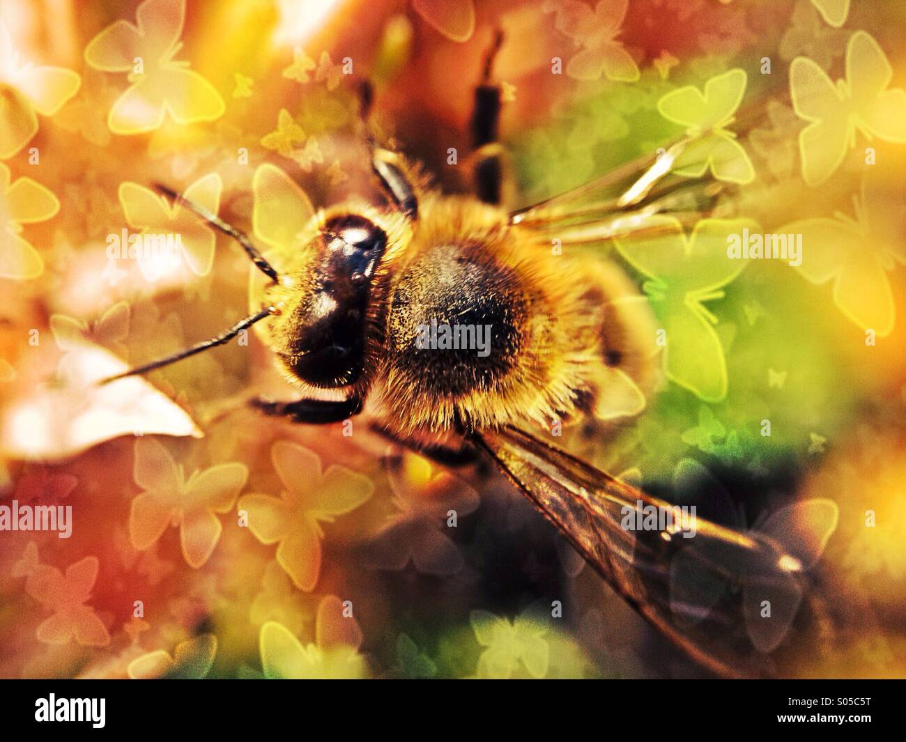 Insect overlay hi-res stock photography and images - Alamy