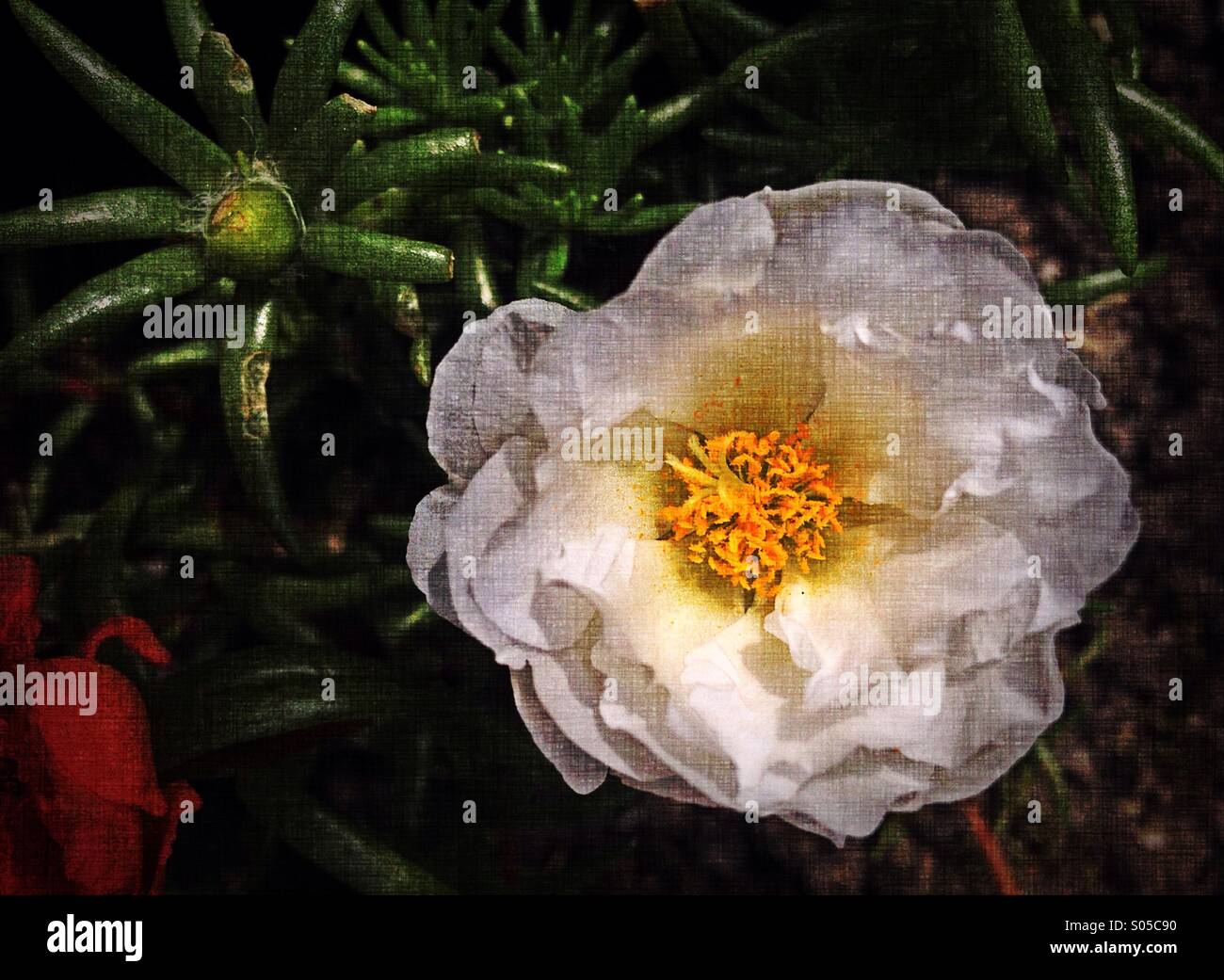 Rock rose in full bloom Stock Photo - Alamy