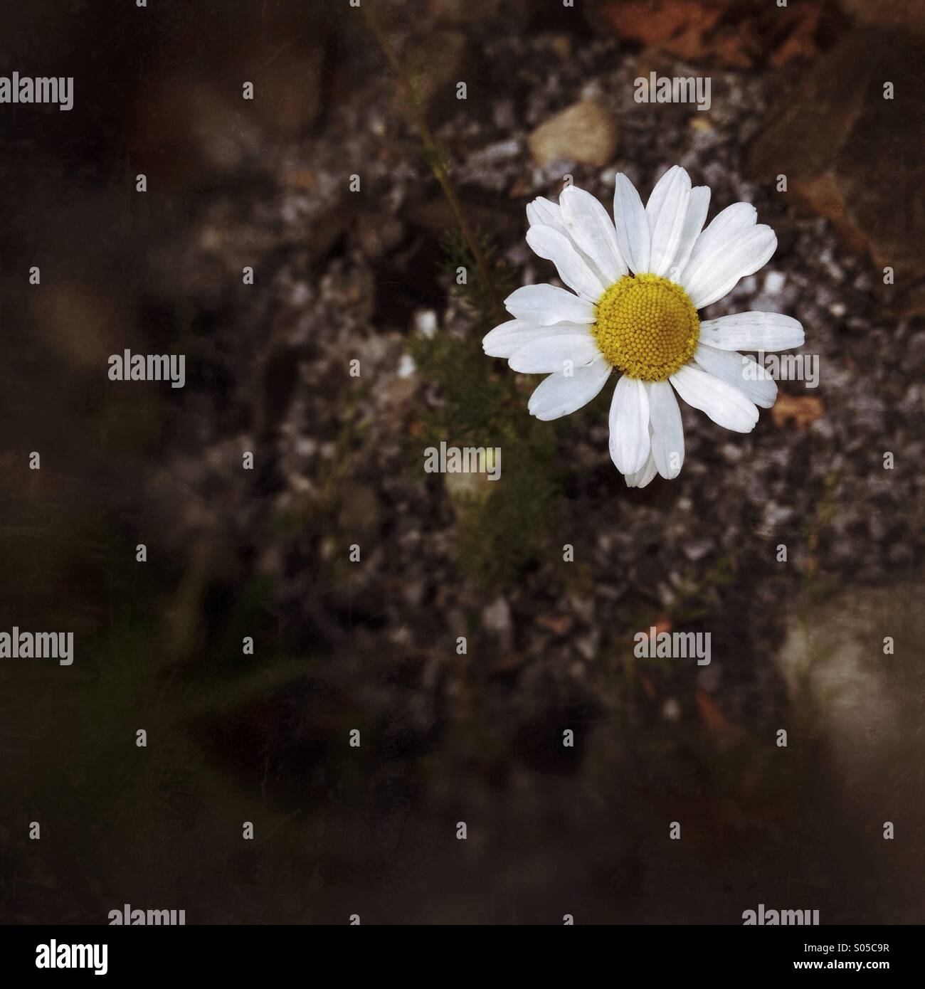 Lonely flower hi-res stock photography and images - Alamy
