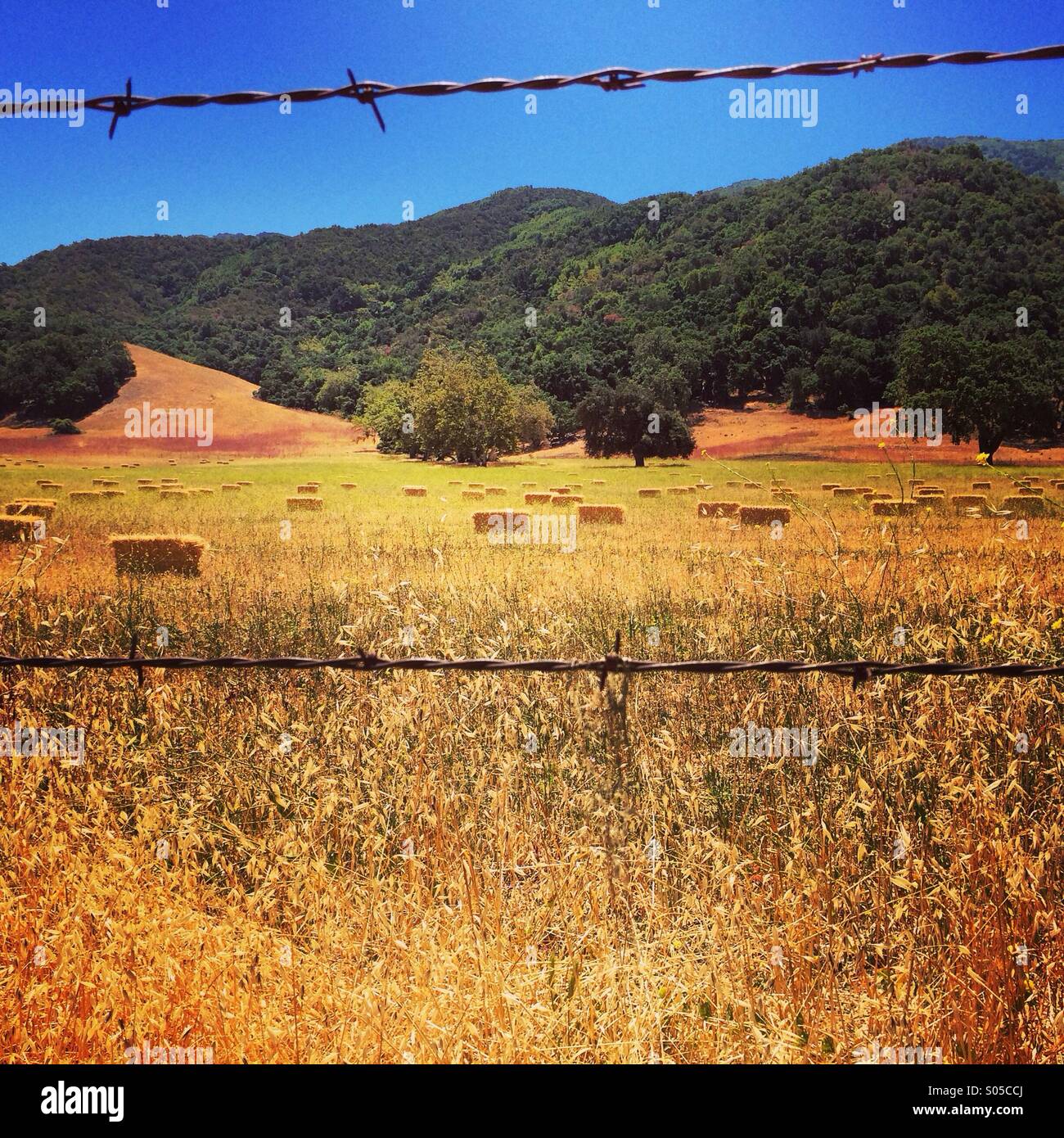 Golden hay field hi-res stock photography and images - Alamy