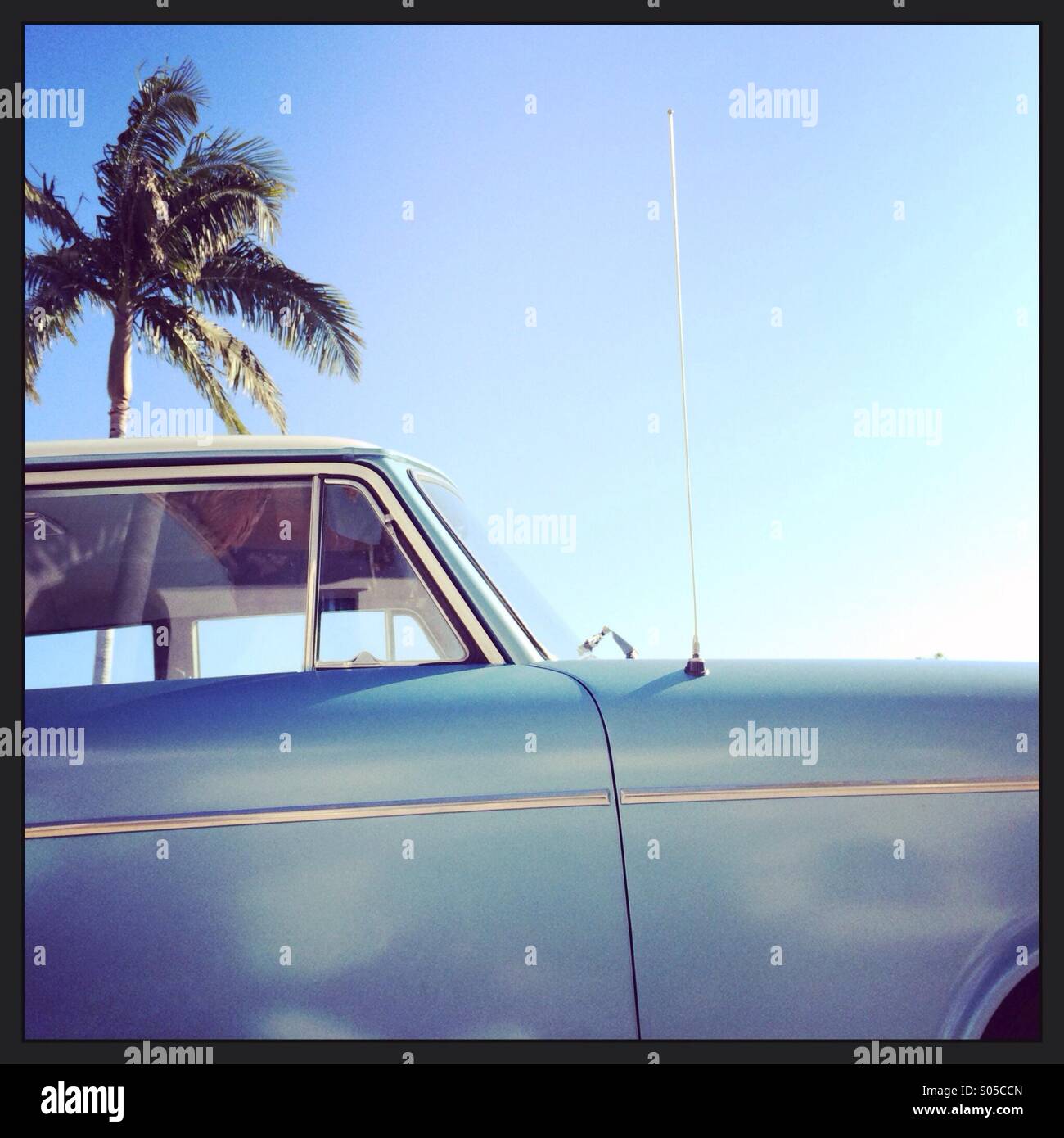 Blue car and palm tree Stock Photo - Alamy